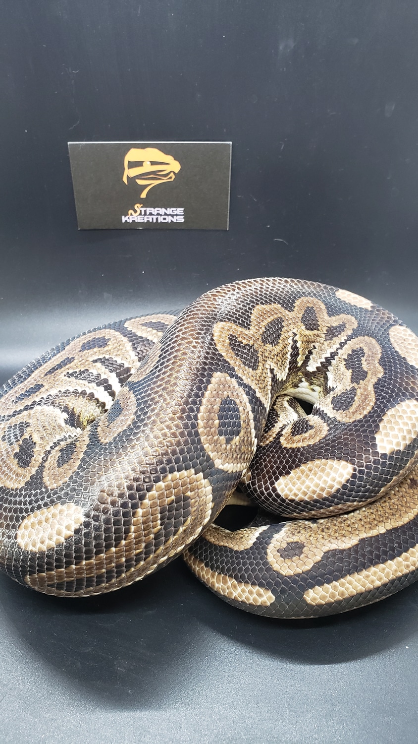 Cinnamon Het Albino Ball Python by Strange Kreations - MorphMarket
