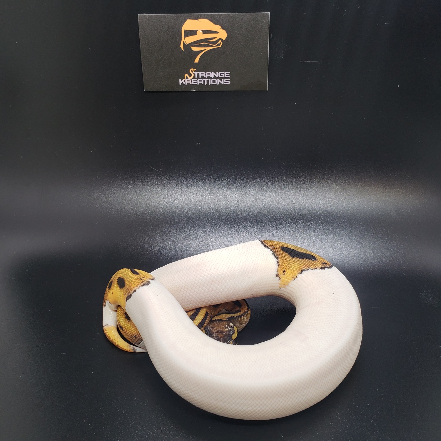 Od Pied Ball Python by Strange Kreations - MorphMarket