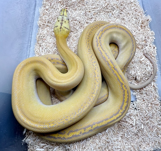 Lavender Motley Goldenchild Reticulated Python by Strange Cargo Exotics