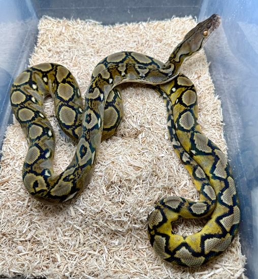 Sunfire Reticulated Python by Strange Cargo Exotics