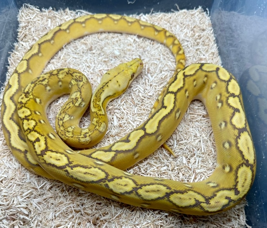Orangeglow Phantom Reticulated Python by Strange Cargo Exotics