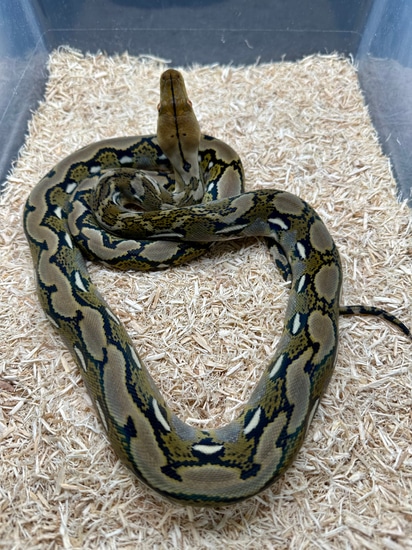 Normal Het Genetic Stipe Reticulated Python by Strange Cargo Exotics