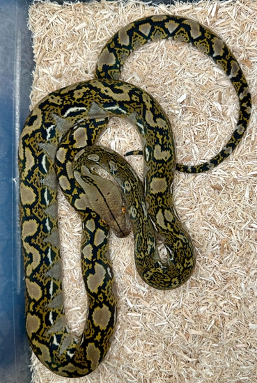 Normal Het Hypo Reticulated Python by Strange Cargo Exotics