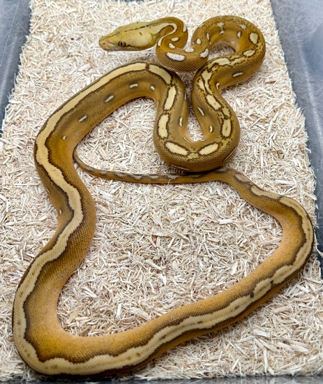 Orange Ghost Stripe Het Purple Reticulated Python by Strange Cargo Exotics