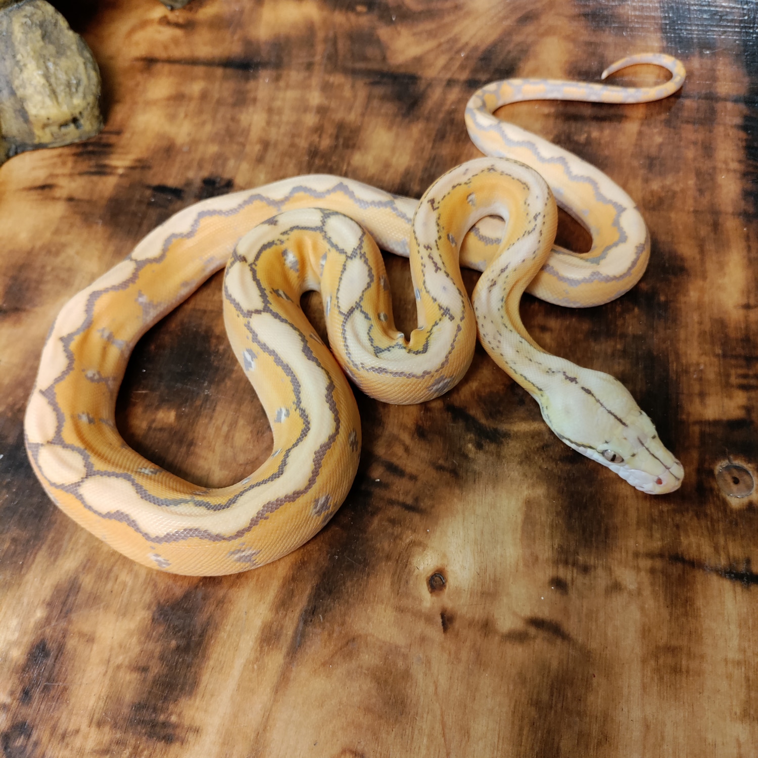 Orange Glow Motley Pos. Platinum Reticulated Python by Reptilian ...
