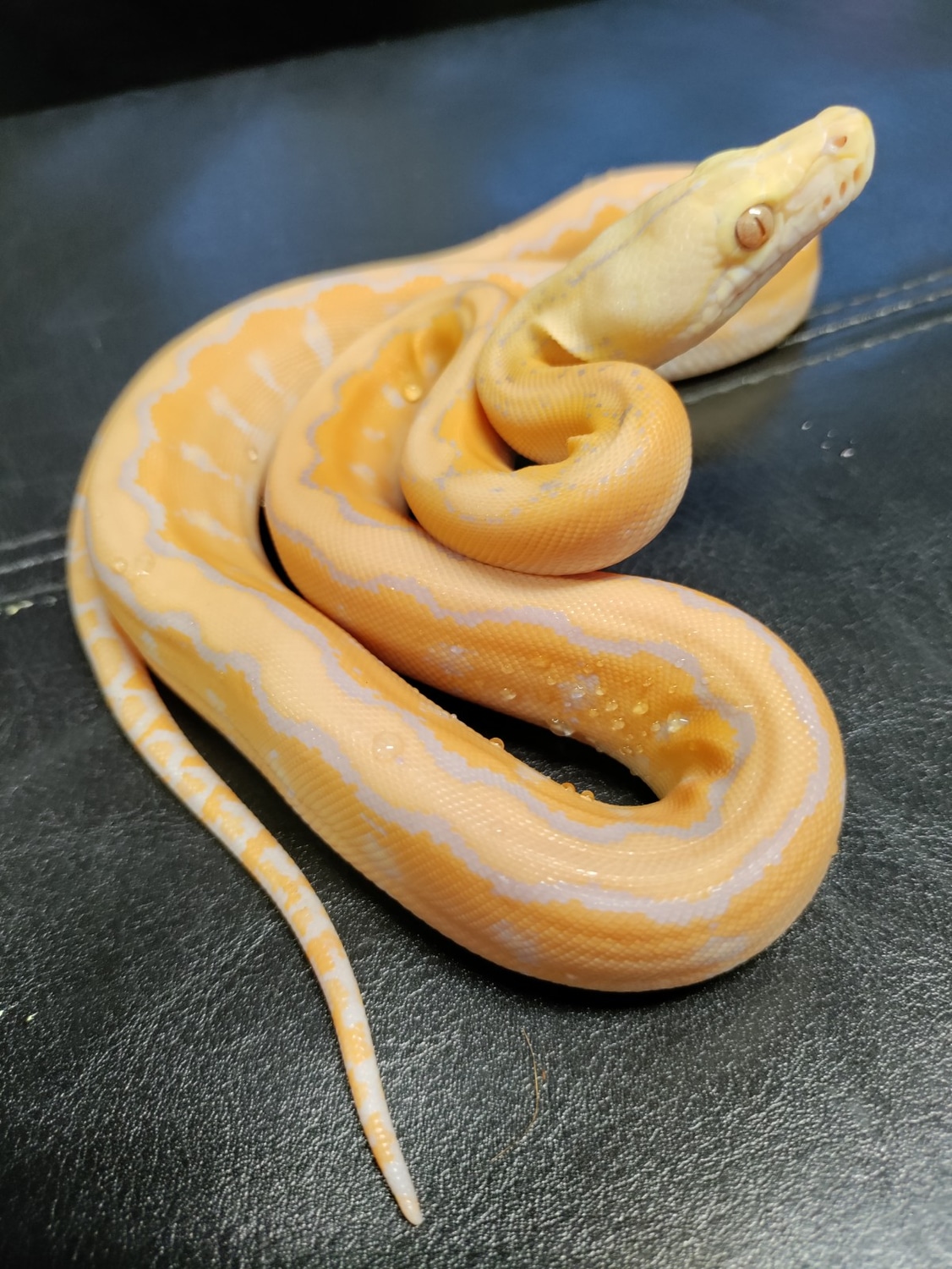 Lavender Albino Platinum Motley Reticulated Python by Reptilian Exotics ...