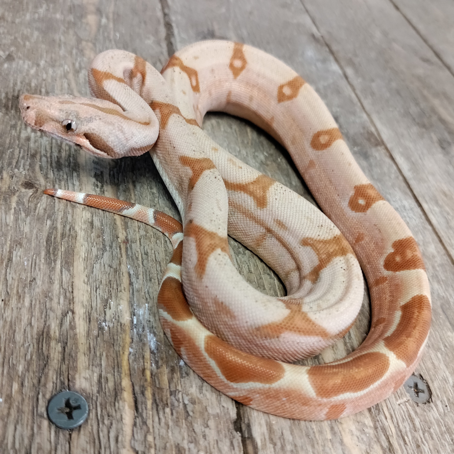 Sharp Purple Paraglow Boa Constrictor by Reptilian Exotics - MorphMarket