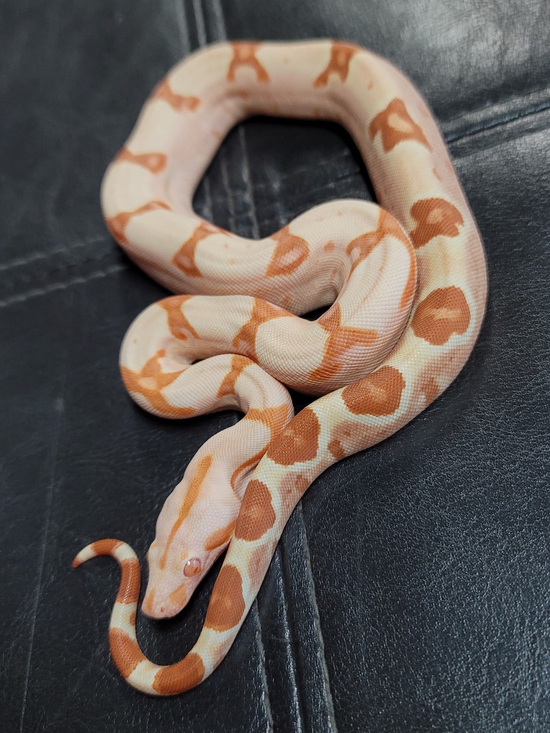 Sharp Purple Sunglow #4 Boa Constrictor by Reptilian Exotics - MorphMarket