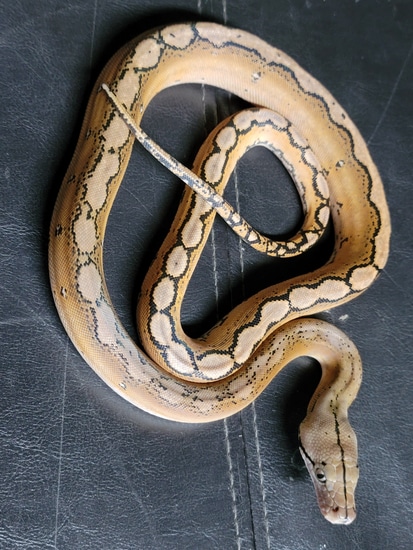 Motley Platinum Reticulated Python by Reptilian Exotics
