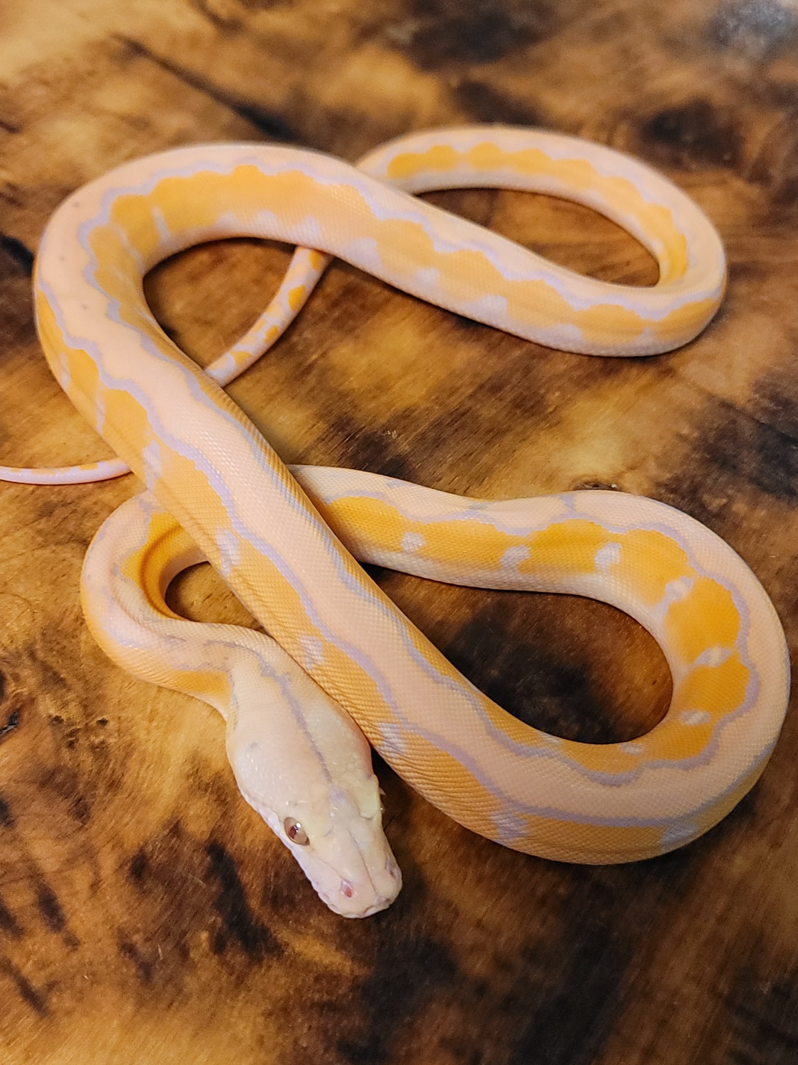 Lavender Albino Motley Platinum Reticulated Python by Reptilian Exotics ...