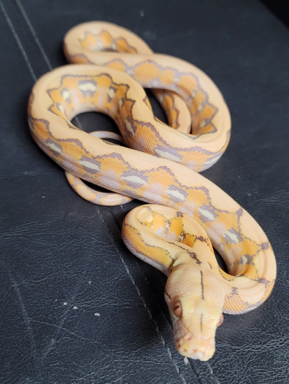 Orange Glow Platinum Reticulated Python by Reptilian Exotics