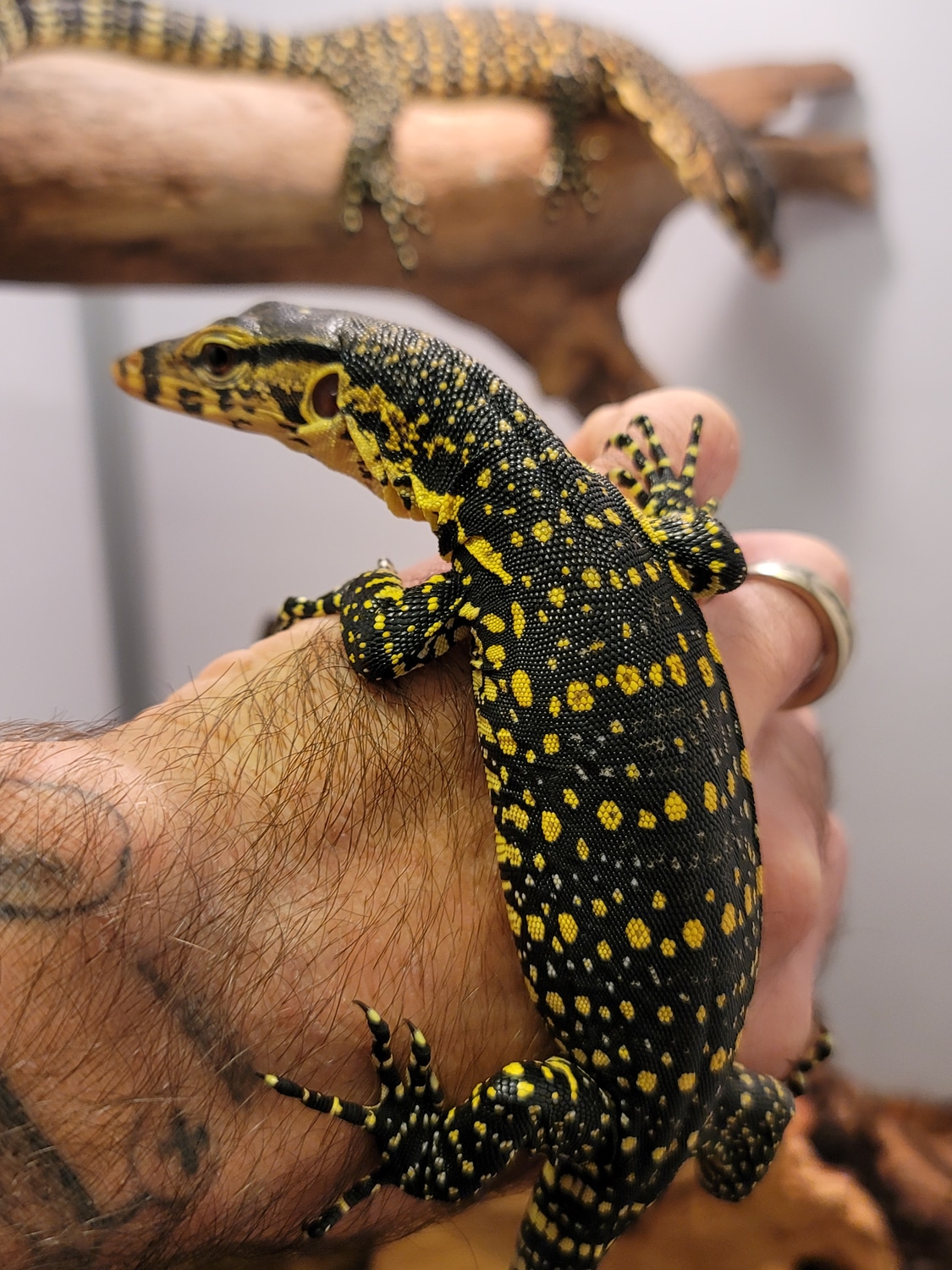CBB Asian (Pure Sumatran) Water Monitor by Reptilian Exotics - MorphMarket