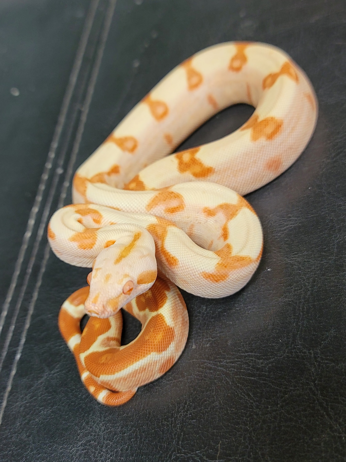 Sharp Purple Sunglow #16 Boa Constrictor by Reptilian Exotics - MorphMarket