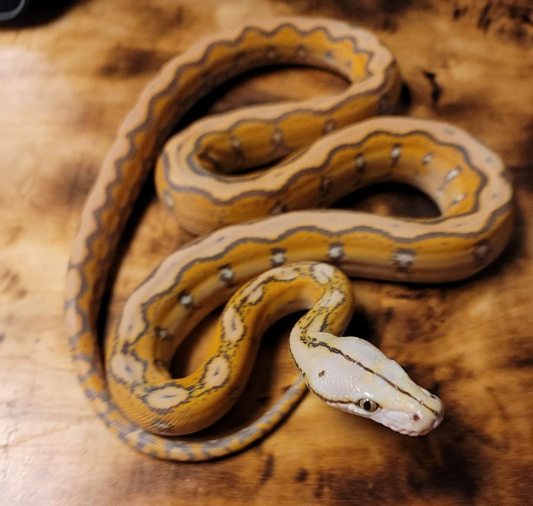 Orange Glow Motley Reticulated Python by Reptilian Exotics - MorphMarket