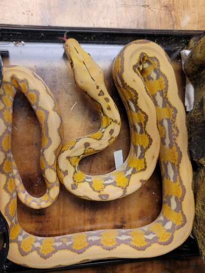 Orange Glow Platinum Reticulated Python by Reptilian Exotics