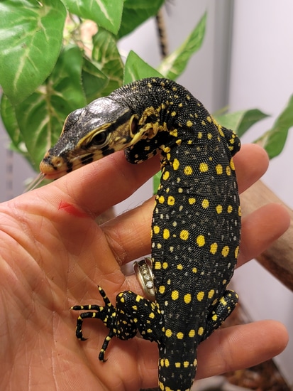 USCBB F1 Pure Sumatran Asian Water Monitor by Reptilian Exotics