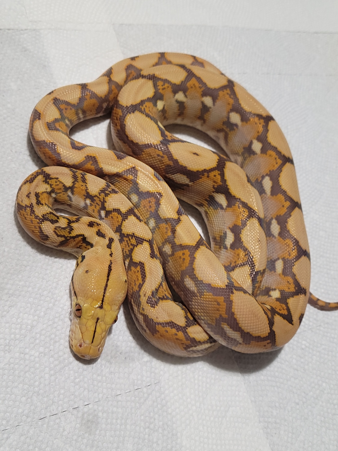 Orange Glow Reticulated Python by Reptilian Exotics - MorphMarket