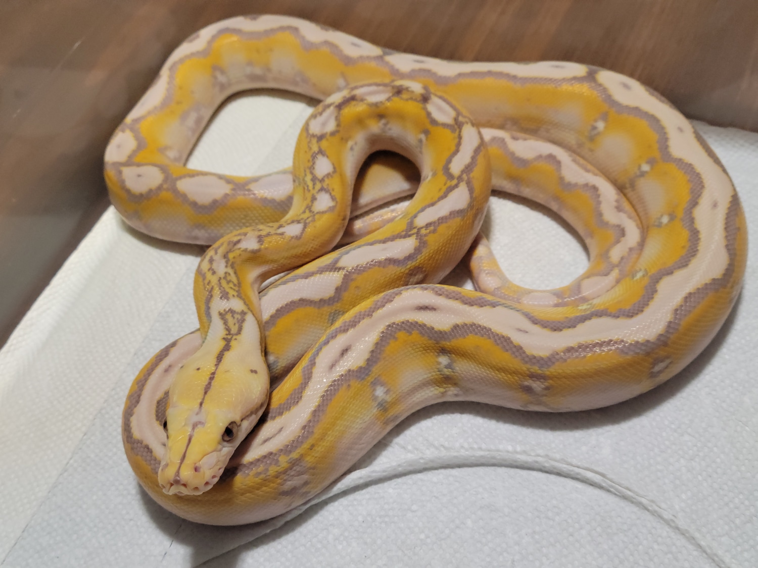 Purple Albino Motley 66% Het Orange Ghost Stripe Reticulated ...