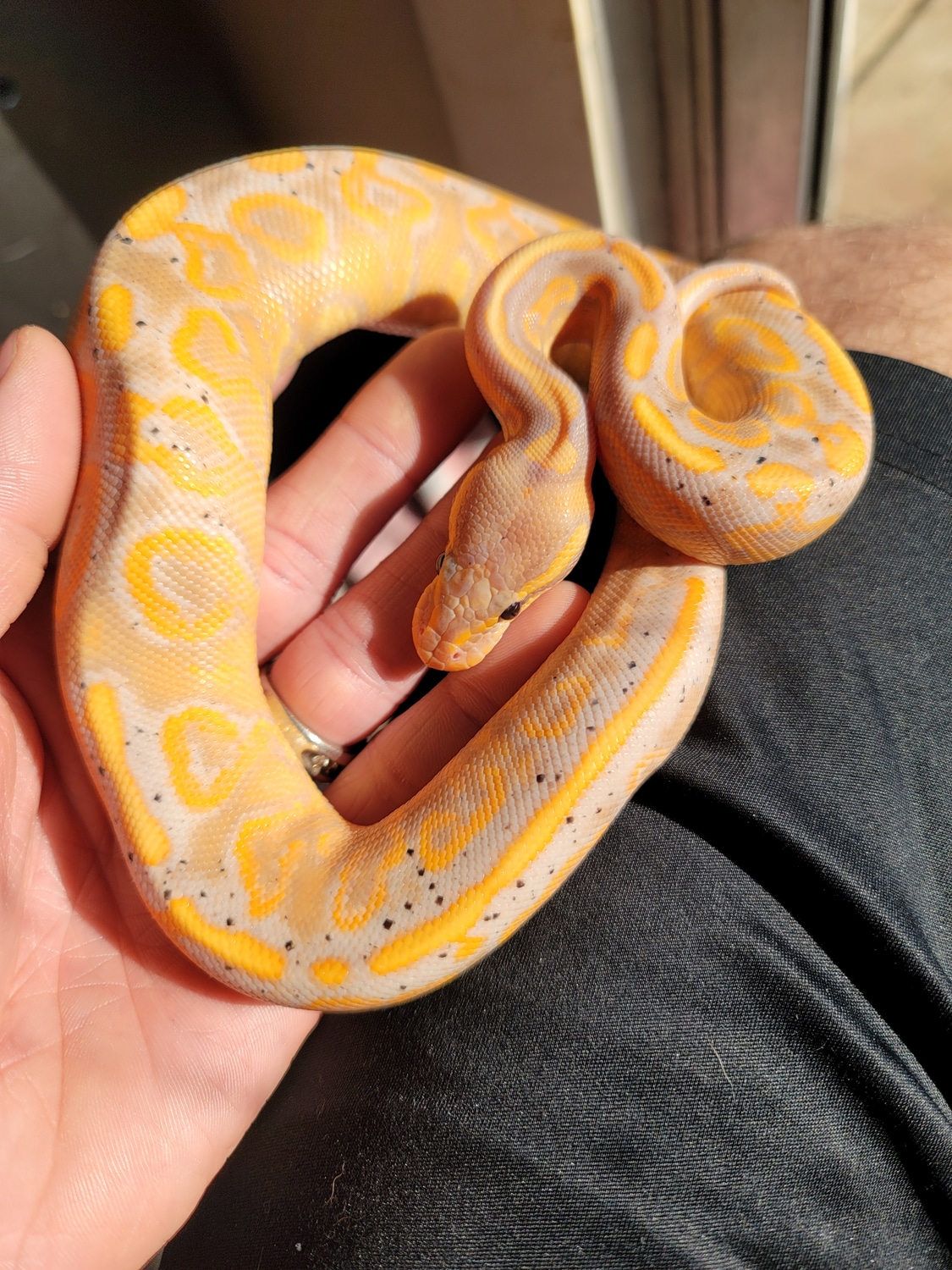 Banana Black Pastel Mahogany Spark POS. Vanilla Ball Python by ...