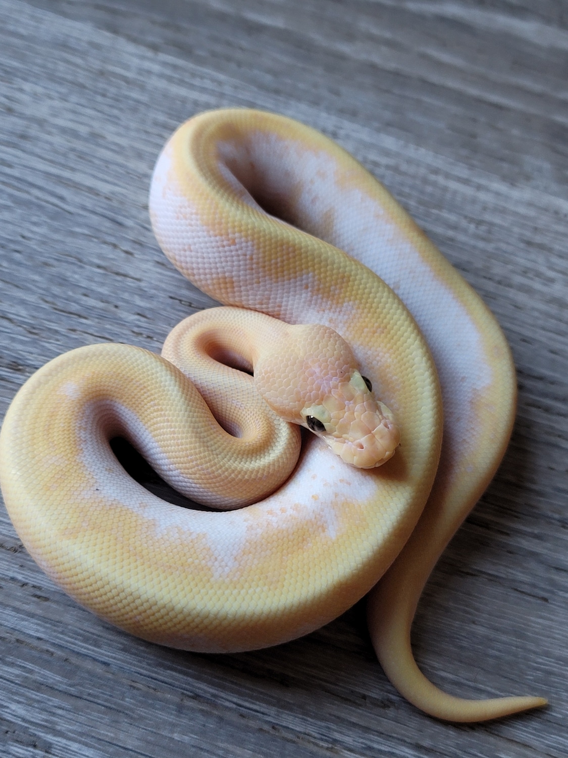 Banana Spinner 100% Het Pied Ball Python by Reptilian Exotics - MorphMarket
