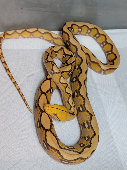 Indo Caramel Spitfire Reticulated Python by Reptilian Exotics