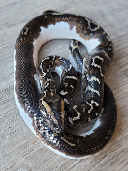 Pied Burmese Python 100% Het Albino by Reptilian Exotics
