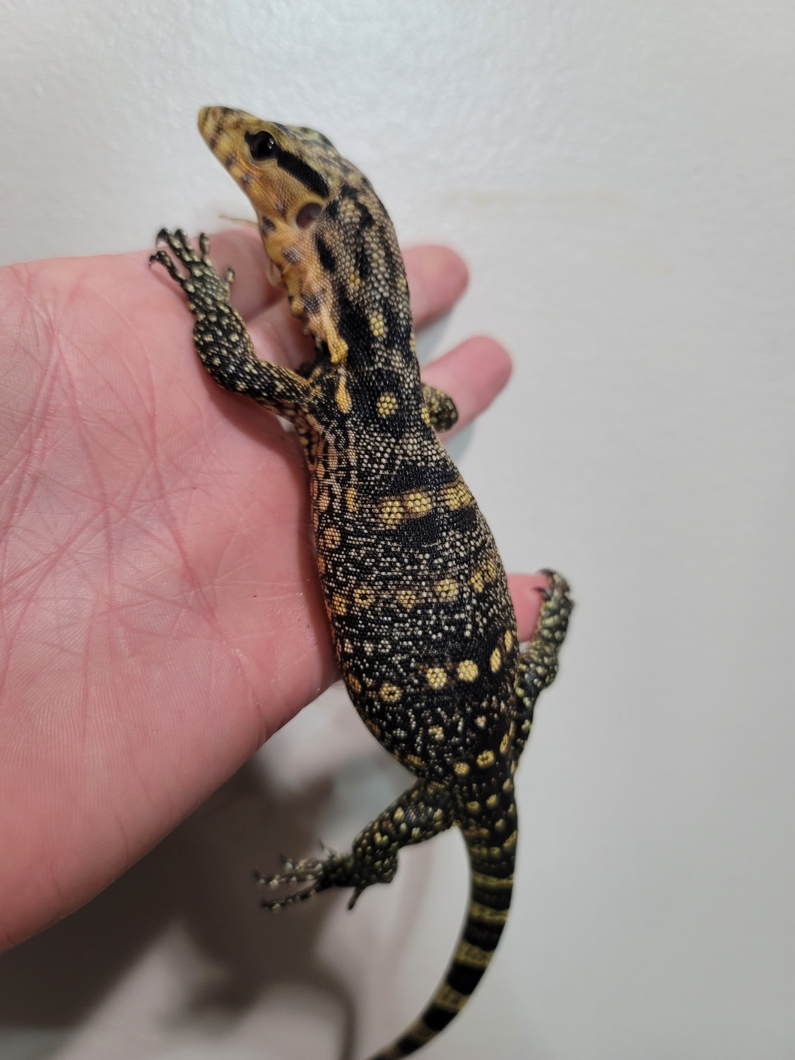 CBB Samurai Monitor Water Monitor by Reptilian Exotics - MorphMarket
