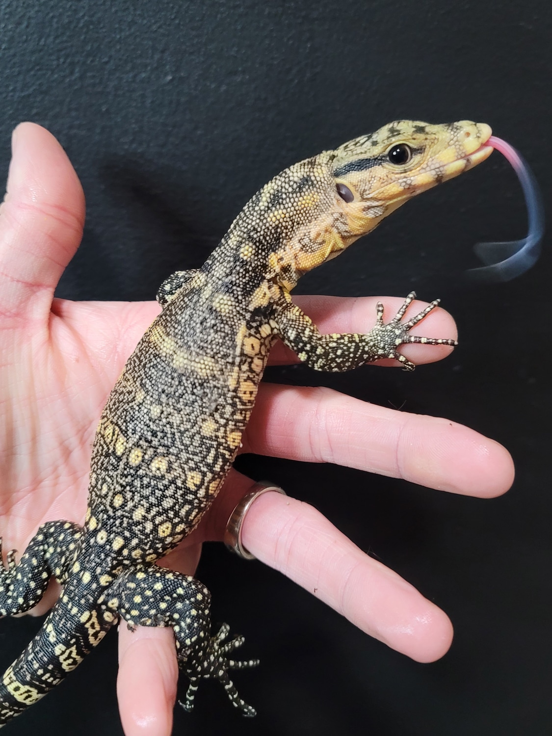 CBB Samurai Monitor Water Monitor by Reptilian Exotics - MorphMarket