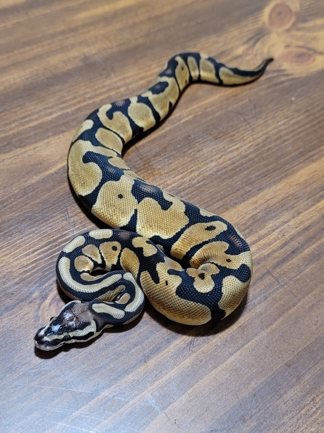 Pastel Scaleless Head Ball Python by Reptilian Exotics - MorphMarket