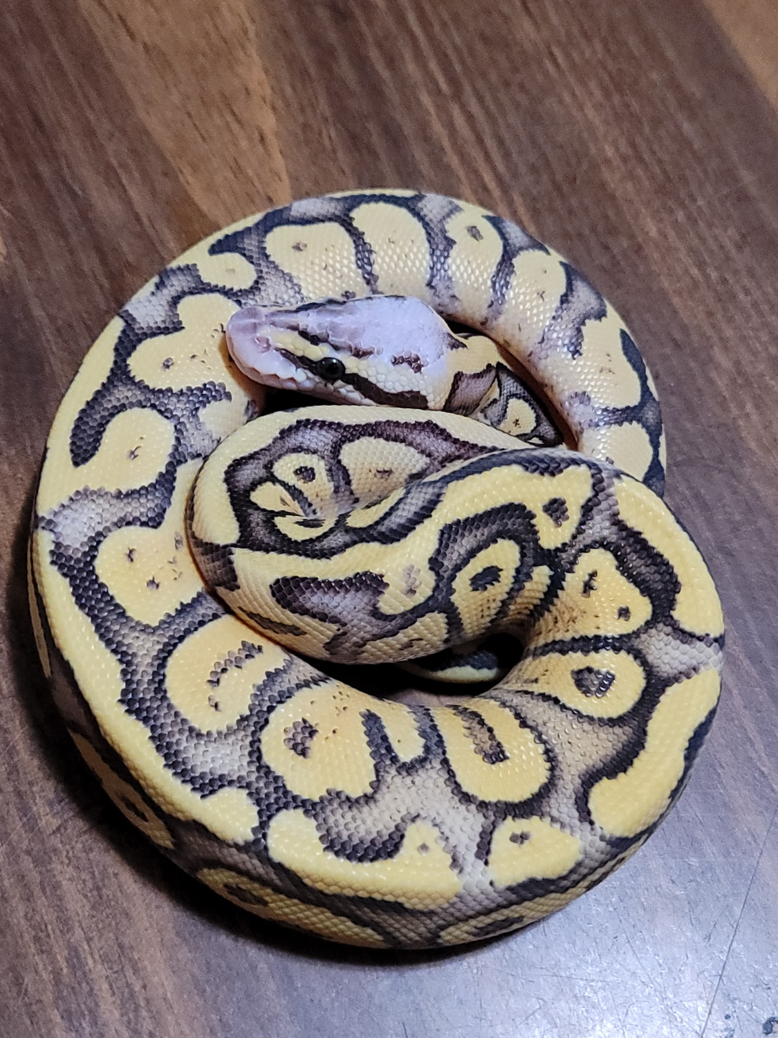 SuperFly Het Clown Ball Python by Reptilian Exotics - MorphMarket