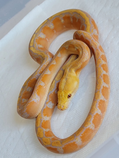 Lavender Phantom Reticulated Python by Reptilian Exotics