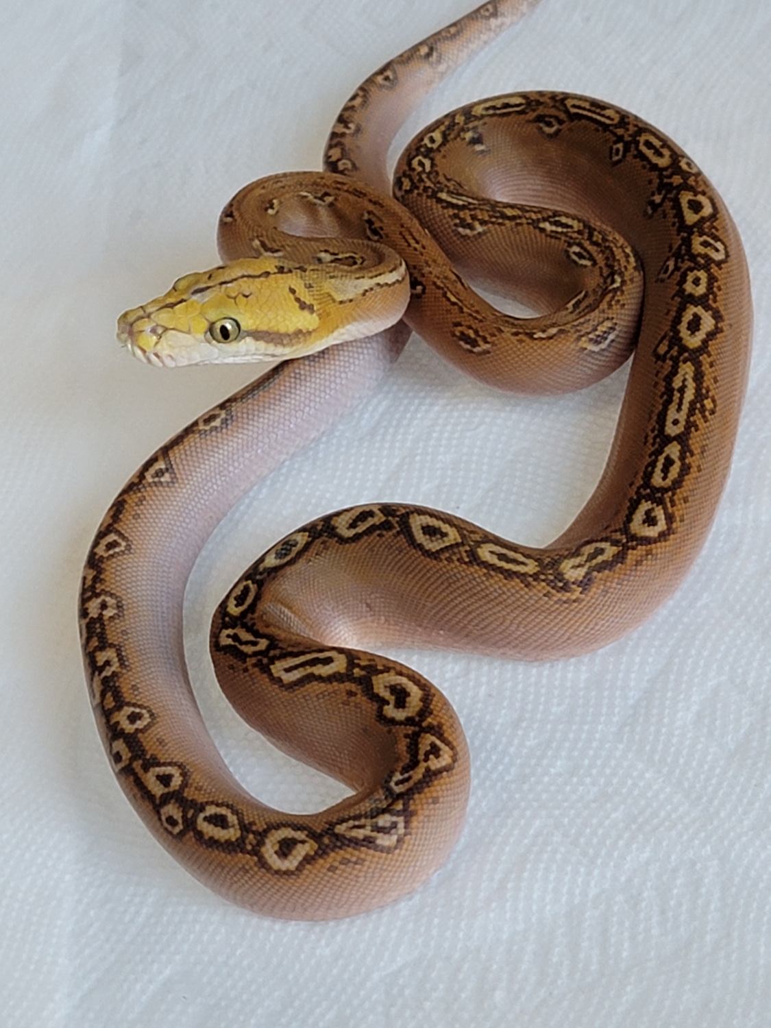 Mochino Motley Phantom Reticulated Python by Reptilian Exotics ...