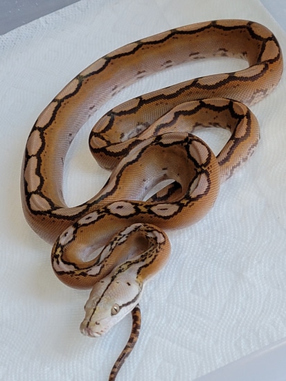 Mochino Motley Reticulated Python by Reptilian Exotics