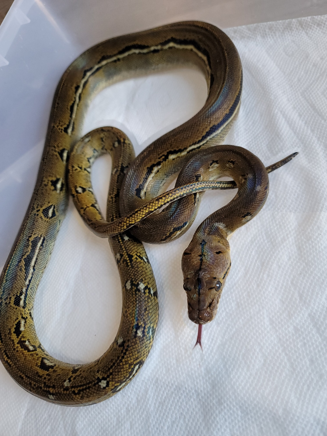 Tiger Anthrax PH Albino Reticulated Python by Reptilian Exotics ...