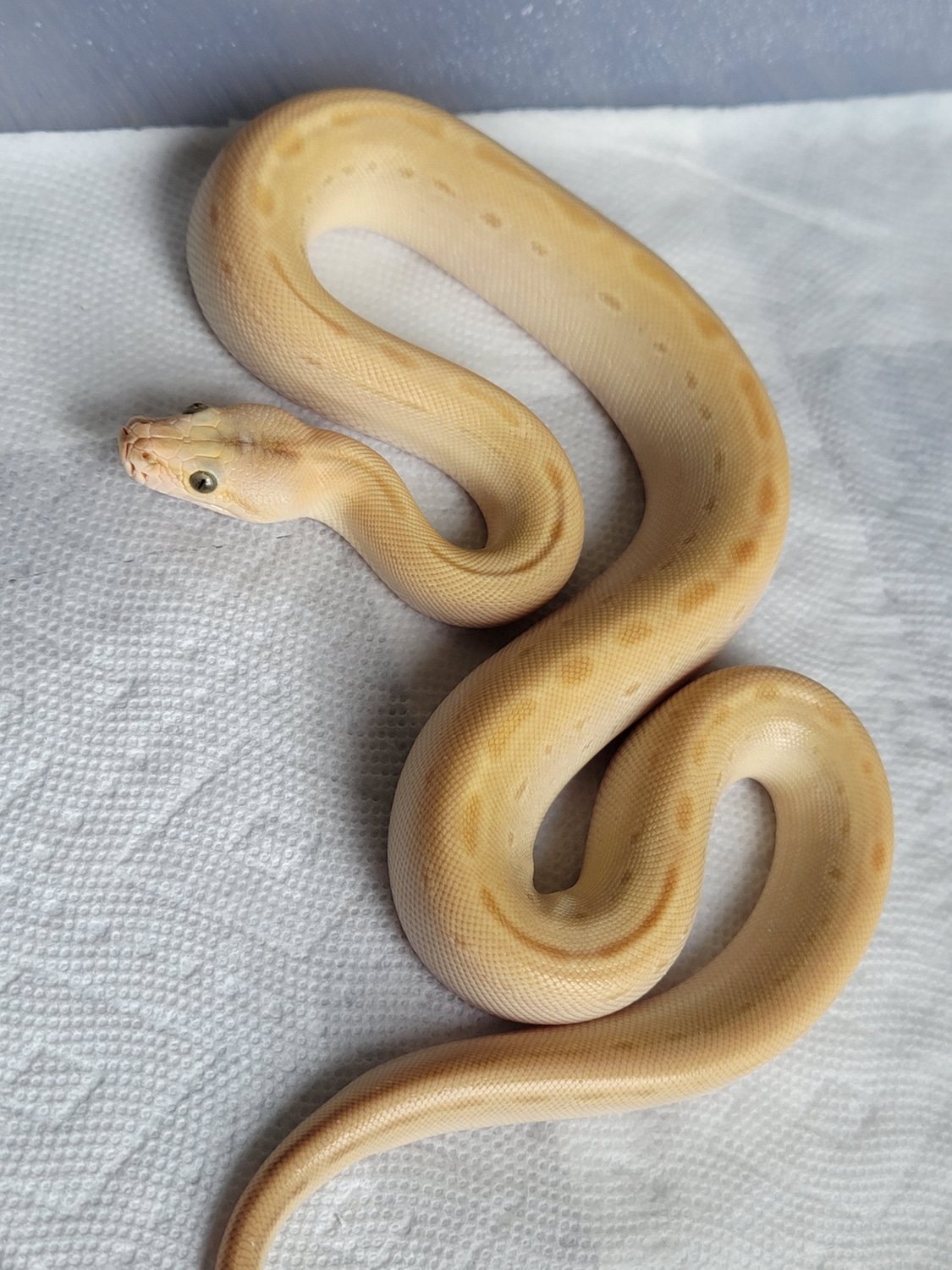Hypo Green Burmese Burmese Python by Reptilian Exotics - MorphMarket