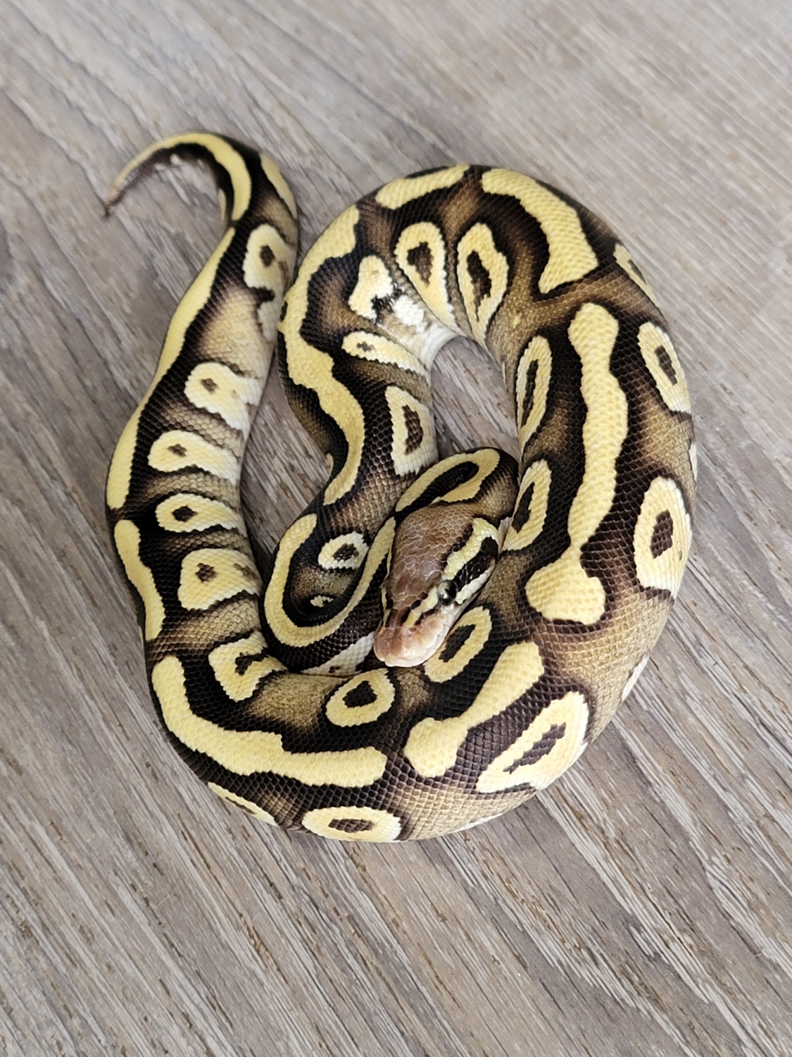 Pastave Ball Python by Reptilian Exotics - MorphMarket