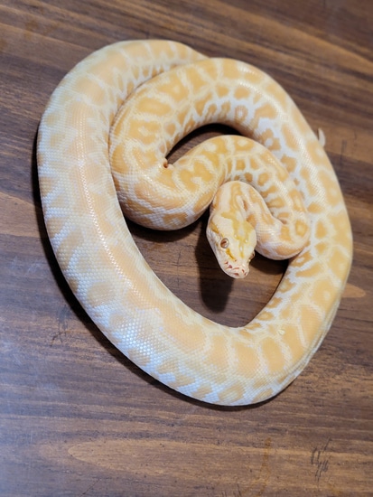 Pearl (Hypo Albino) Het Granite Burmese Python by Reptilian Exotics