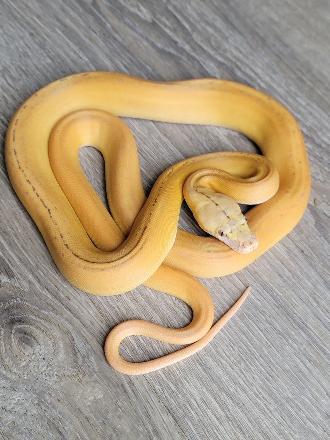 OG GC Motley Tiger Spitfire Reticulated Python by Reptilian Exotics ...
