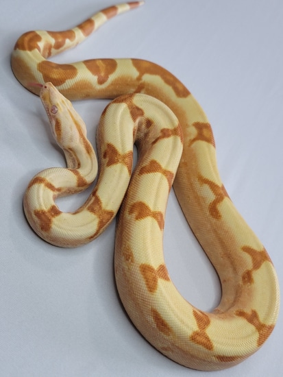 Sharp Purple Sunglow Boa Constrictor by Reptilian Exotics