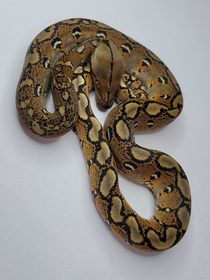 Normal Het Purple Reticulated Python by Reptilian Exotics