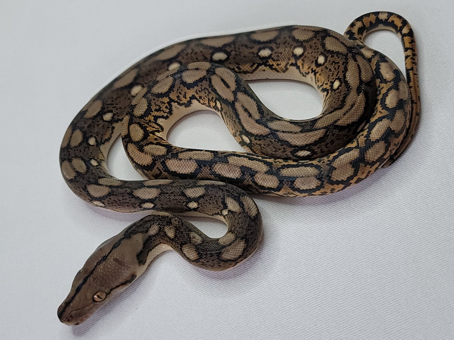 Motley Tiger Reticulated Python by Reptilian Exotics - MorphMarket
