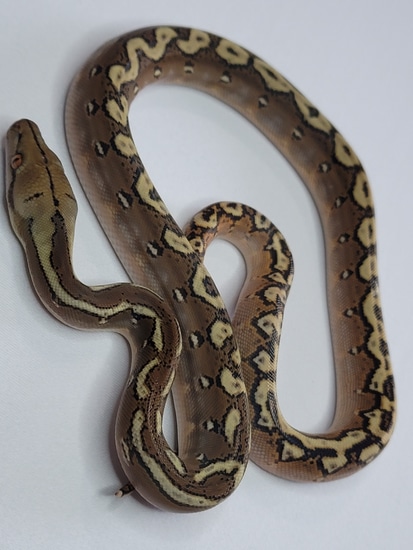 Phantom 100% Het Albino (White Or Purple) Male Reticulated Python by ...