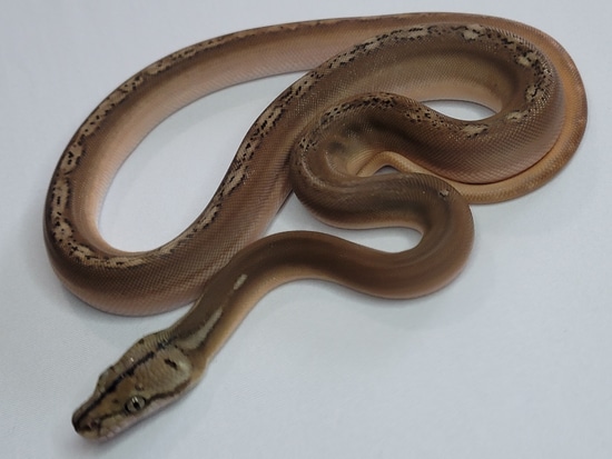 Phantom Motley SunFire 100% Het Albino (White Or Purple) Reticulated ...