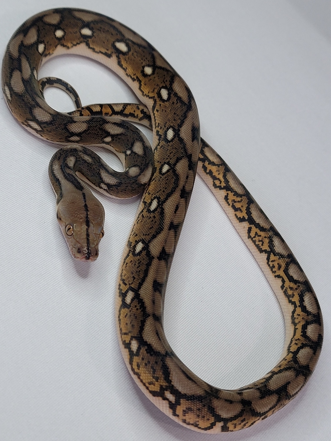 Motley Tiger 100% Het Albino (White Or Purple) Reticulated Python by ...