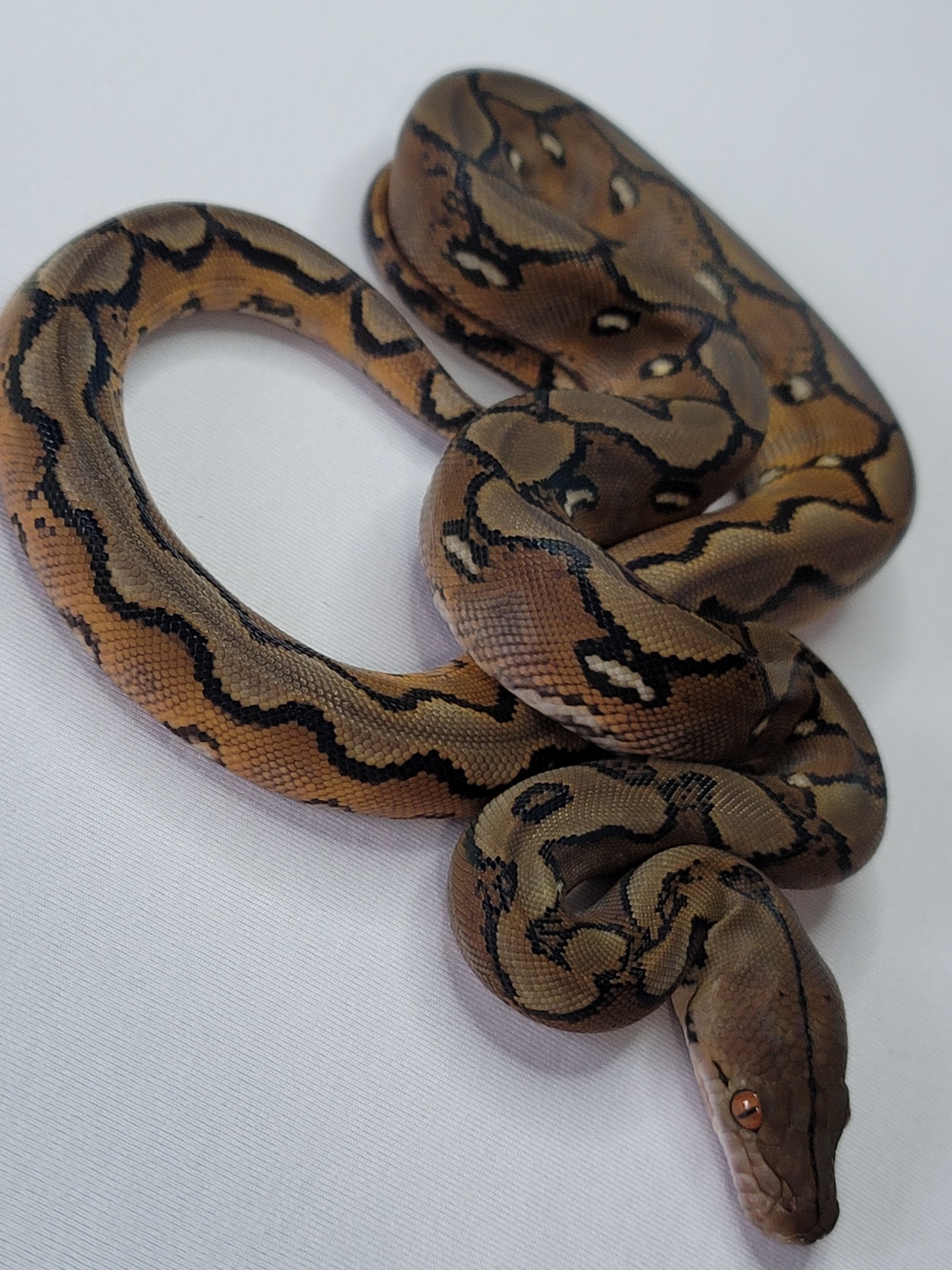 SunFire 100% Het Albino (White Or Purple) Reticulated Python by ...