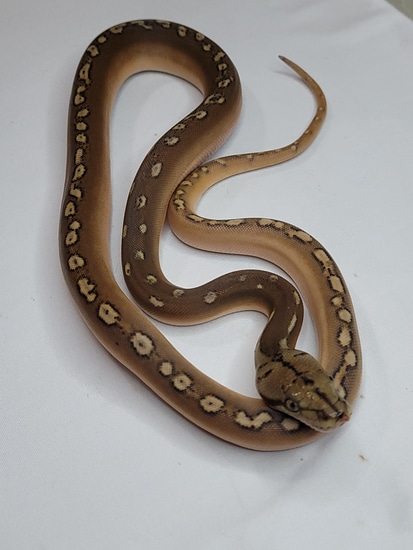 Motley Phantom Sunfire 100% Het Albino (White Or Purple) Reticulated ...