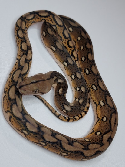 Motley Tiger 100% Het Albino (White Or Purple) Reticulated Python by ...