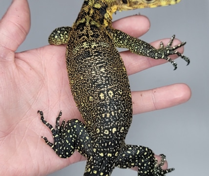 CBB Asian Water Monitor by Reptilian Exotics - MorphMarket