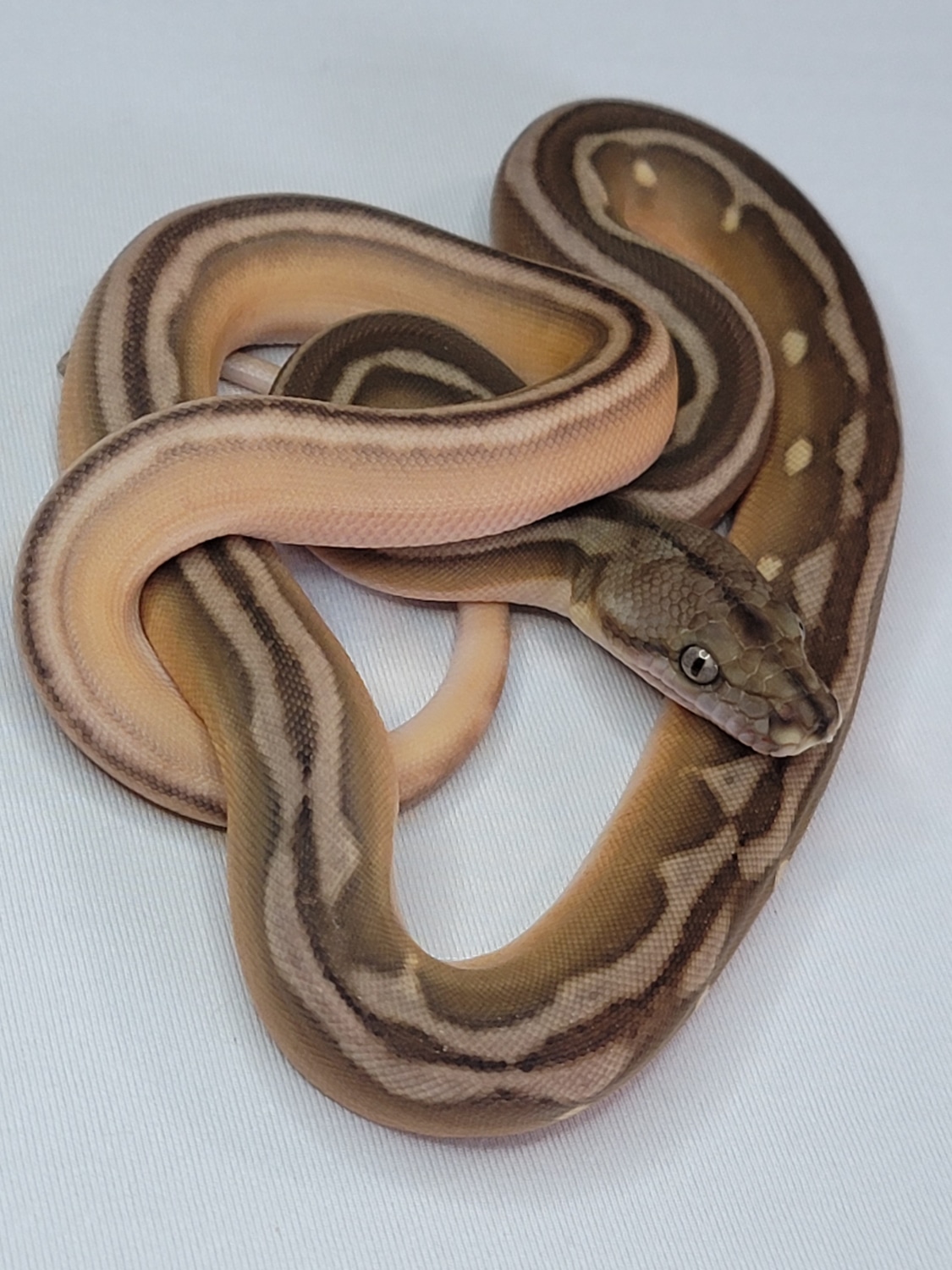 Phantom Motley SunTiger 100% Het Albino Reticulated Python by Reptilian ...