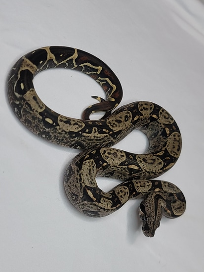 IMG Pos Het Anery Boa Constrictor by Reptilian Exotics